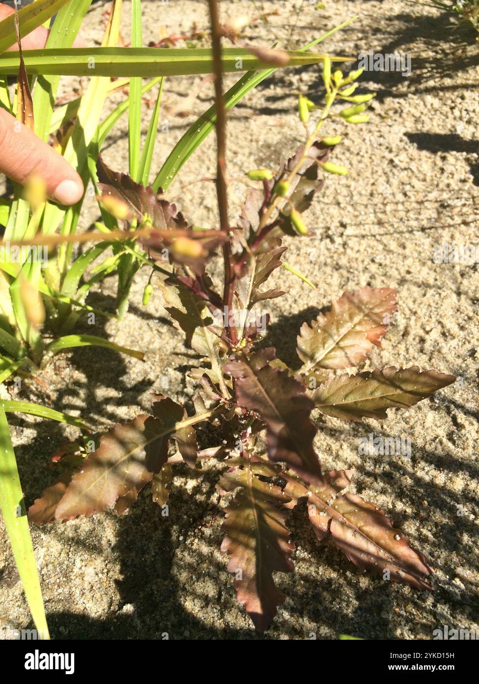 Bog Yellowcress (Rorippa palustris Stock Photo - Alamy