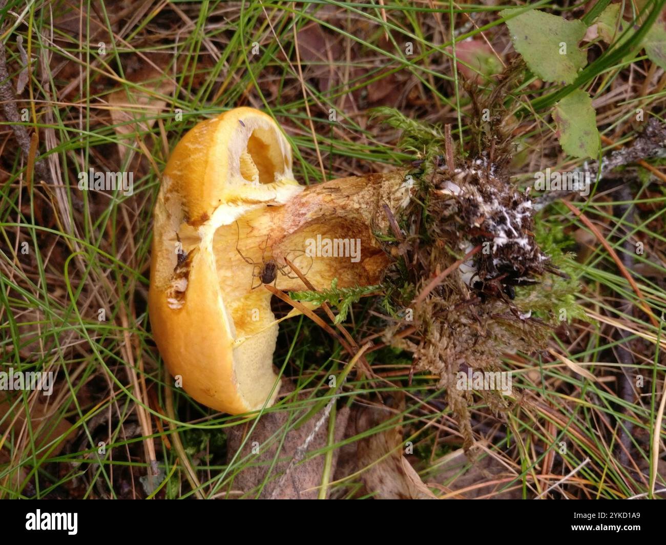 Purple-veiled Slippery Jack (Suillus luteus Stock Photo - Alamy
