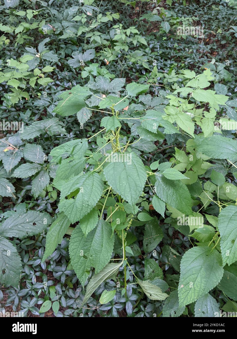false nettle (Boehmeria cylindrica Stock Photo - Alamy