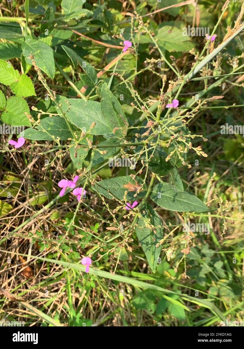perplexed tick-trefoil (Desmodium perplexum Stock Photo - Alamy