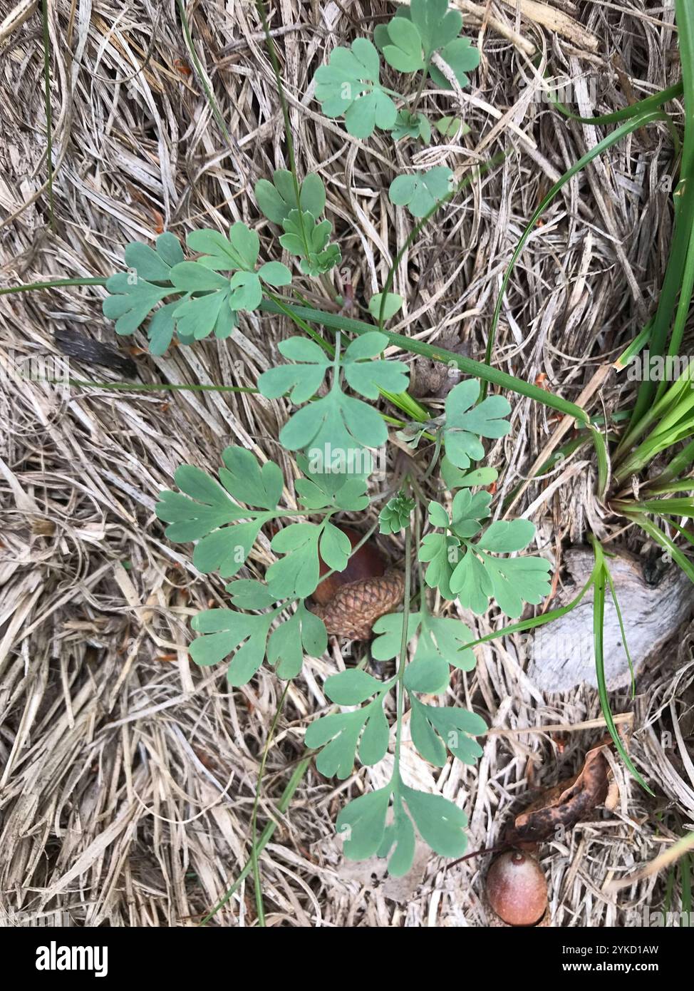 Capnoides sempervirens hi-res stock photography and images - Alamy