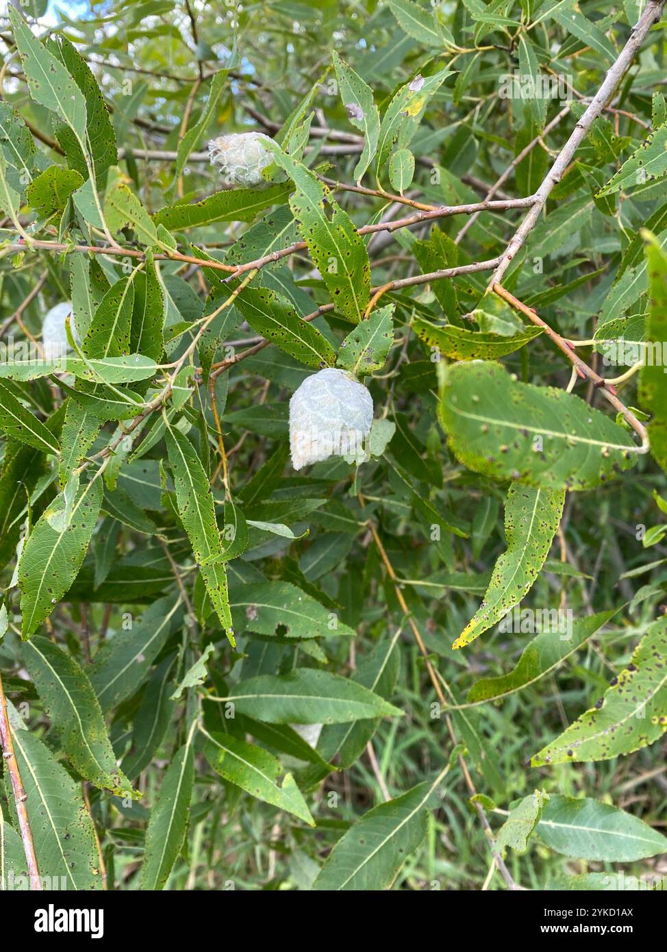 Willow Pinecone Gall Midge (Rabdophaga strobiloides Stock Photo - Alamy