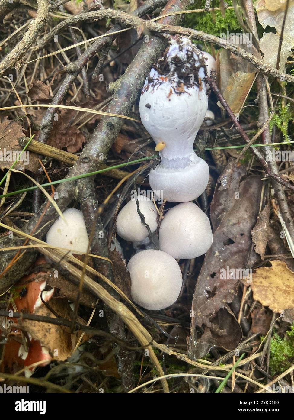 Meadow Puffball (Lycoperdon pratense Stock Photo - Alamy