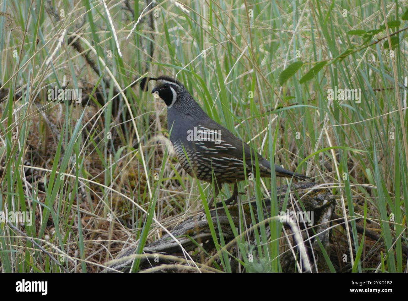 California Quail (Callipepla californica Stock Photo - Alamy