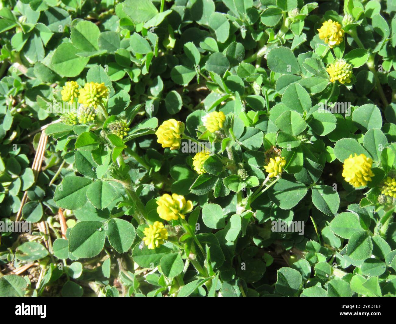 Black Medick (Medicago lupulina Stock Photo - Alamy