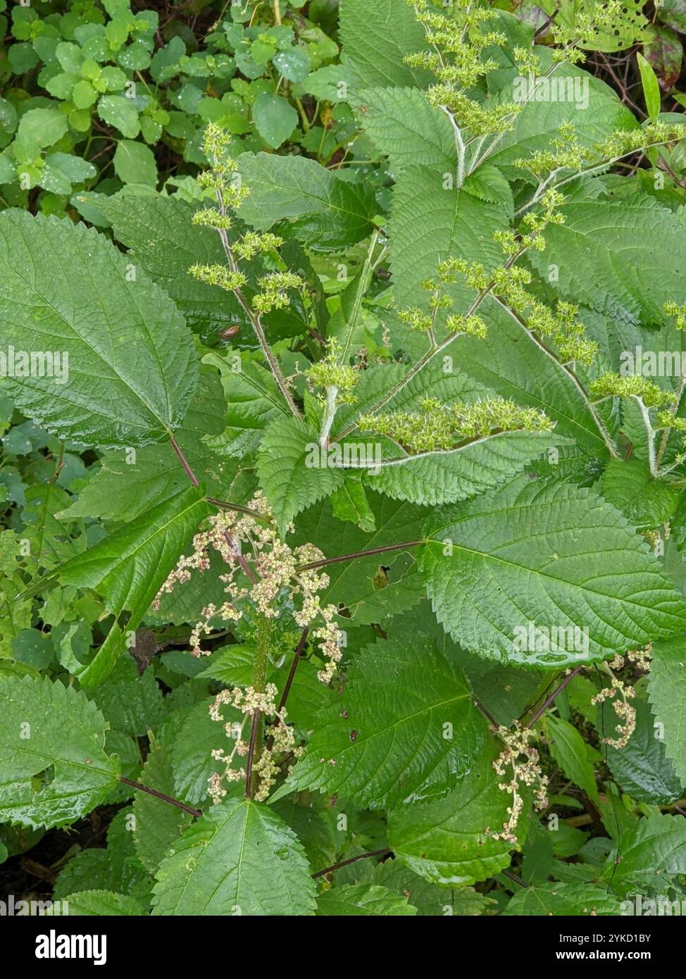wood nettle (Laportea canadensis Stock Photo - Alamy