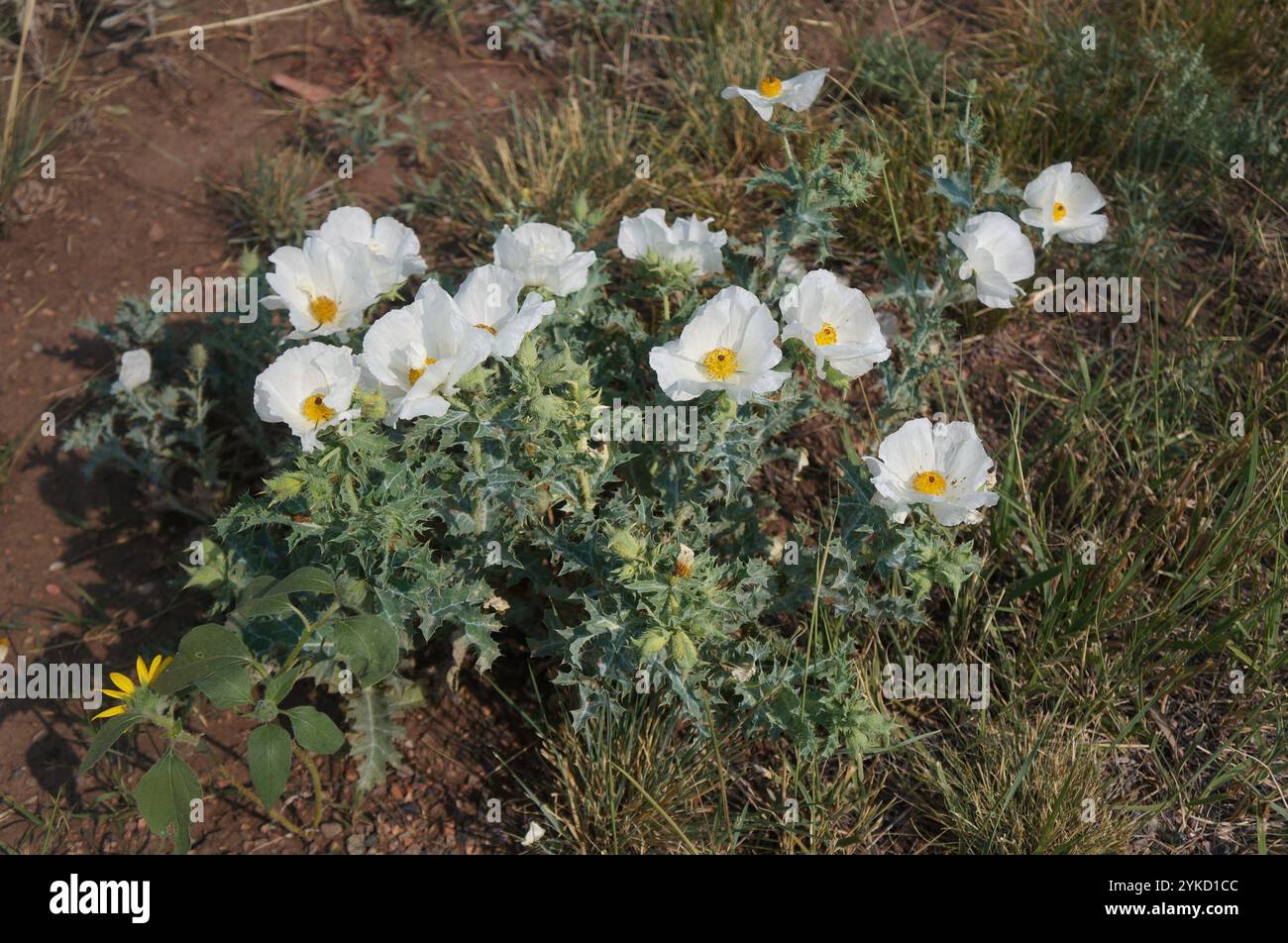 thistle poppy (Argemone polyanthemos Stock Photo - Alamy