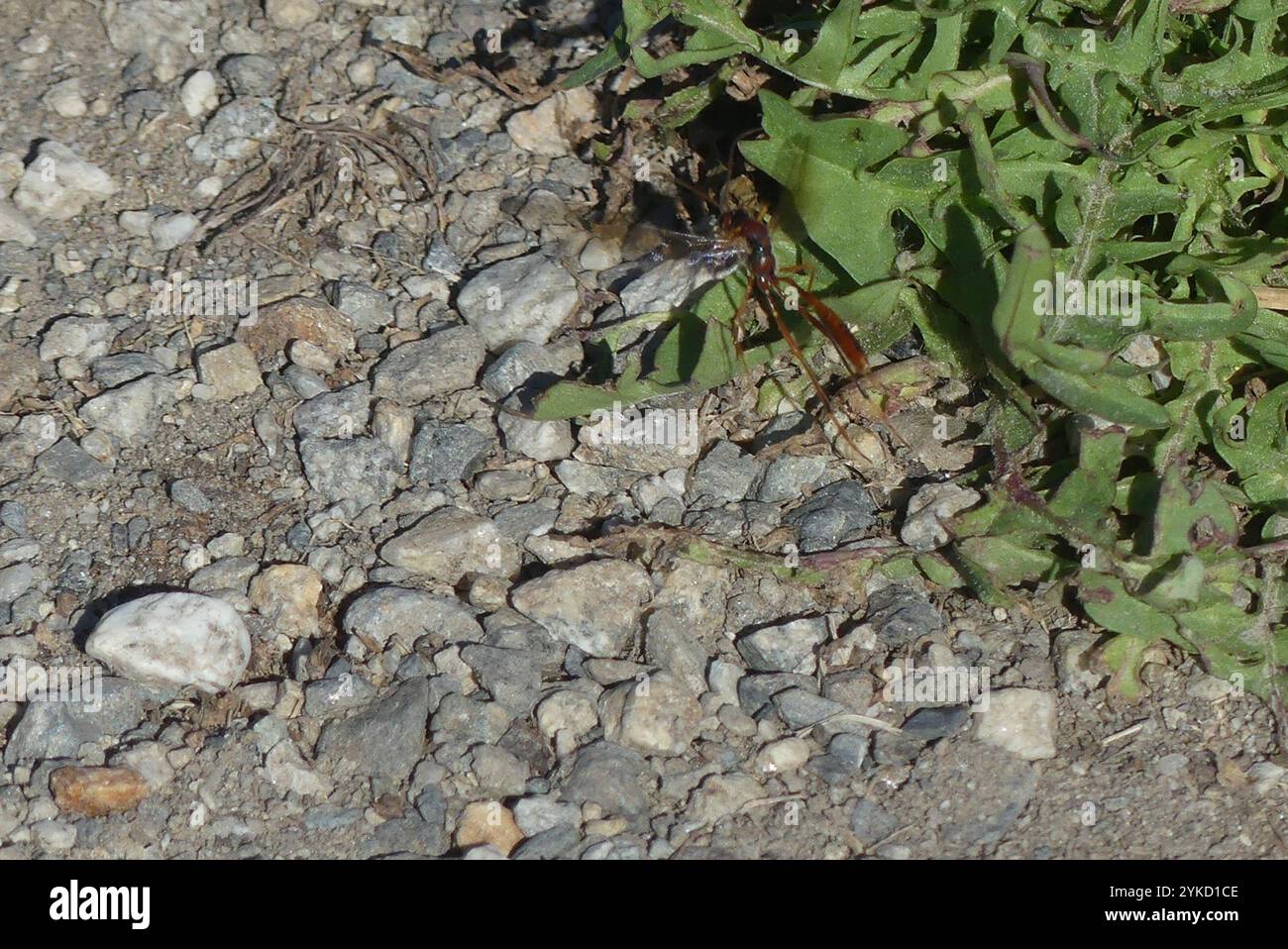 Anomaloninae hi-res stock photography and images - Alamy