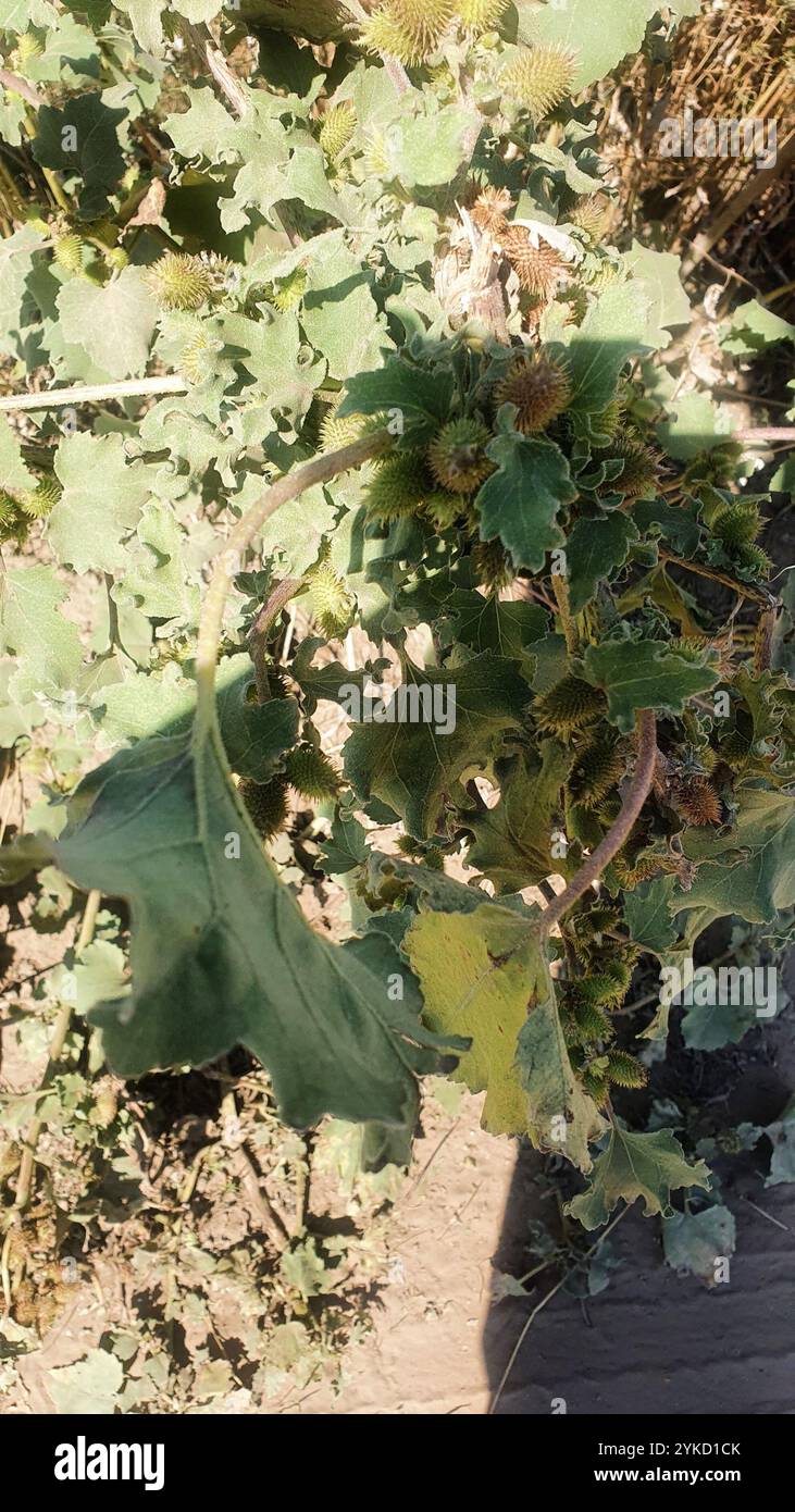 common cocklebur (Xanthium orientale Stock Photo - Alamy