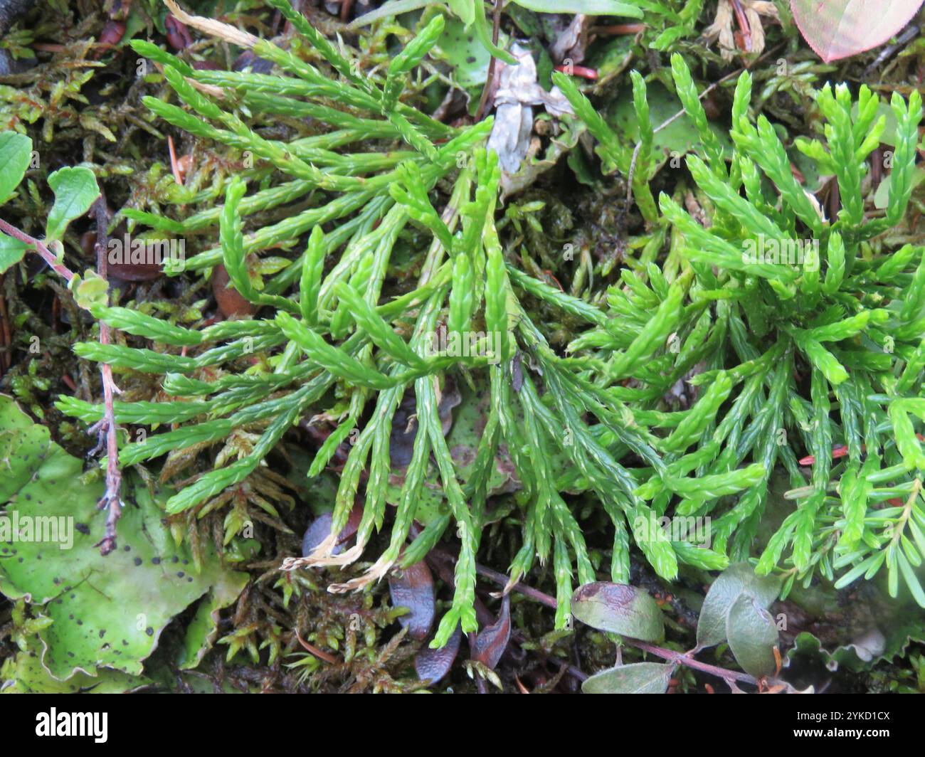 northern ground-cedar (Diphasiastrum complanatum Stock Photo - Alamy