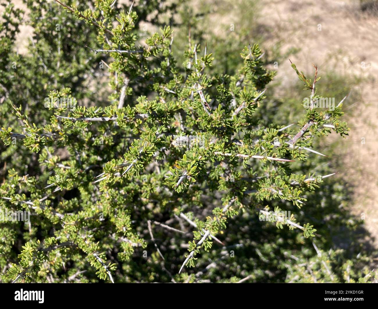 little buckthorn (Condalia ericoides Stock Photo - Alamy