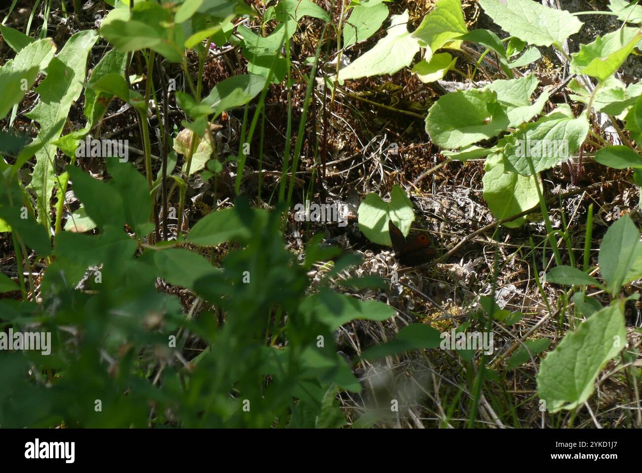 Common Alpine (Erebia epipsodea Stock Photo - Alamy