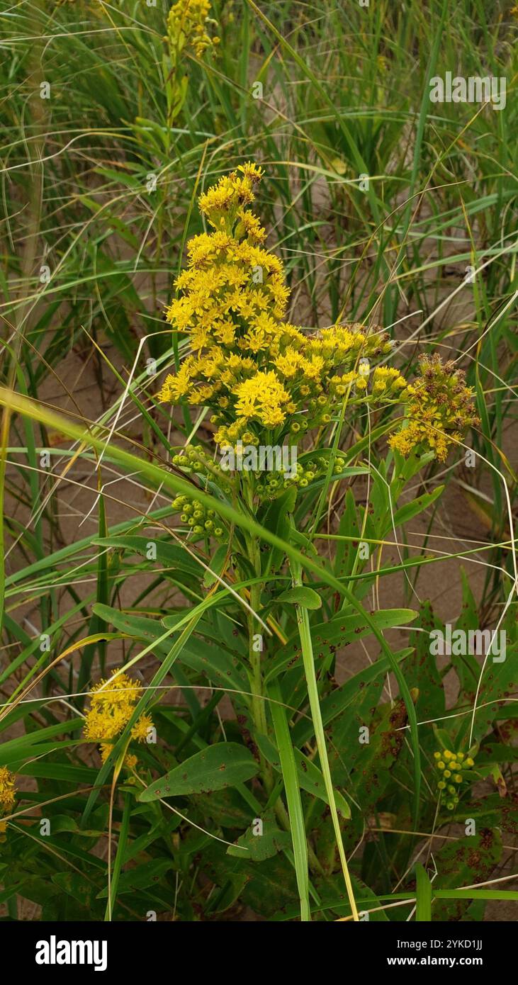 northern seaside goldenrod (Solidago sempervirens Stock Photo - Alamy