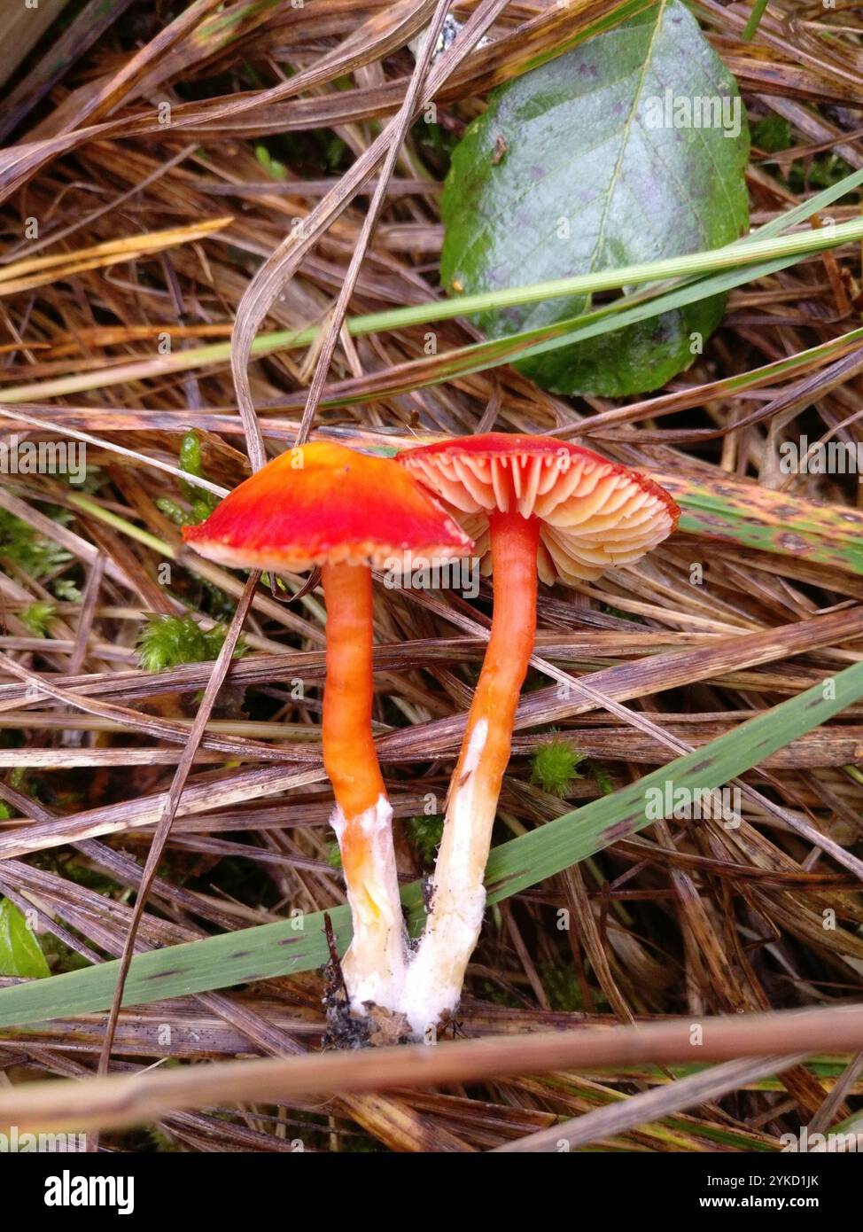 Scarlet Waxy Cap (Hygrocybe coccinea Stock Photo - Alamy