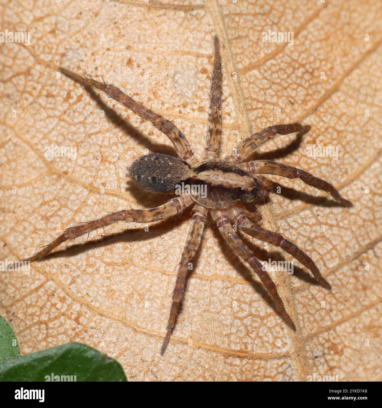 Wolf Spiders (Lycosidae Stock Photo - Alamy