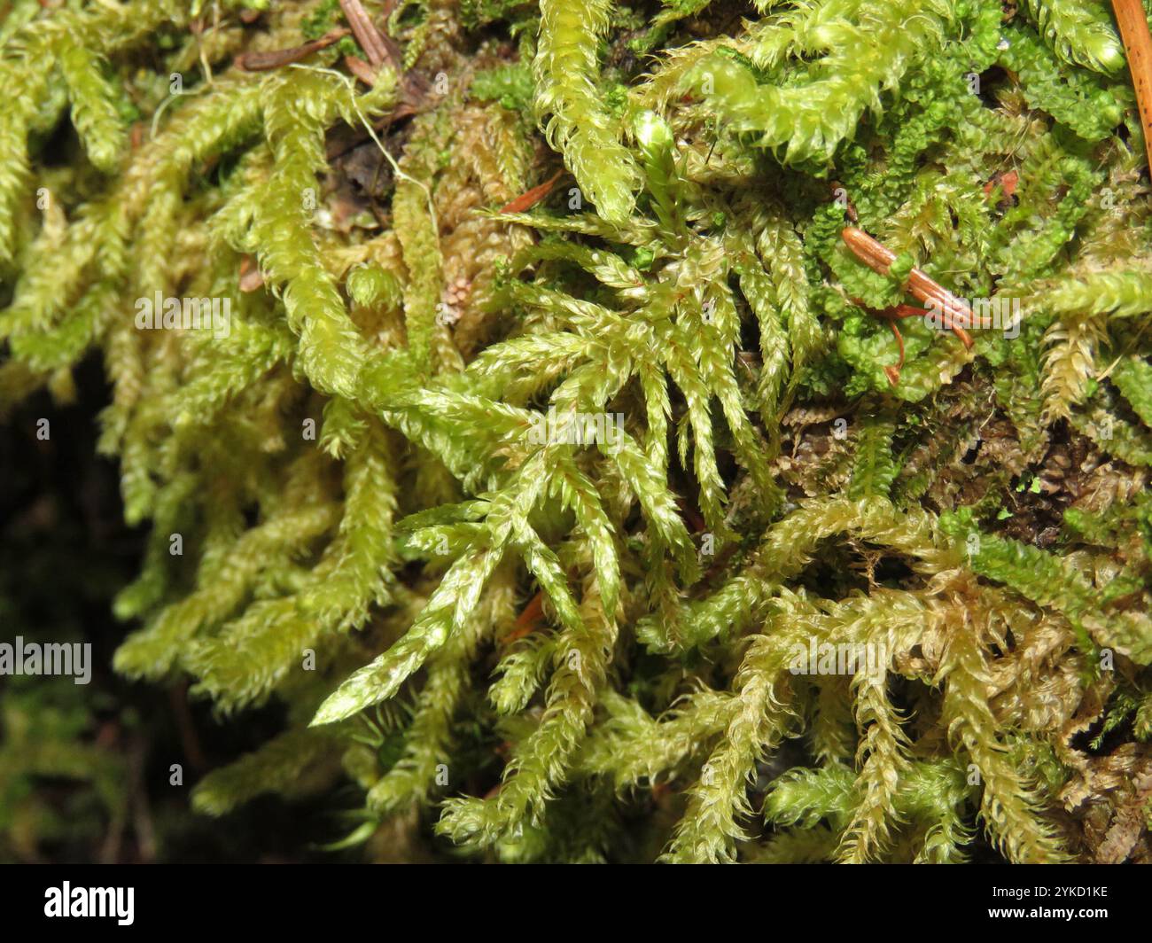 Pleurozium pleurozium schreberi hi-res stock photography and images - Alamy