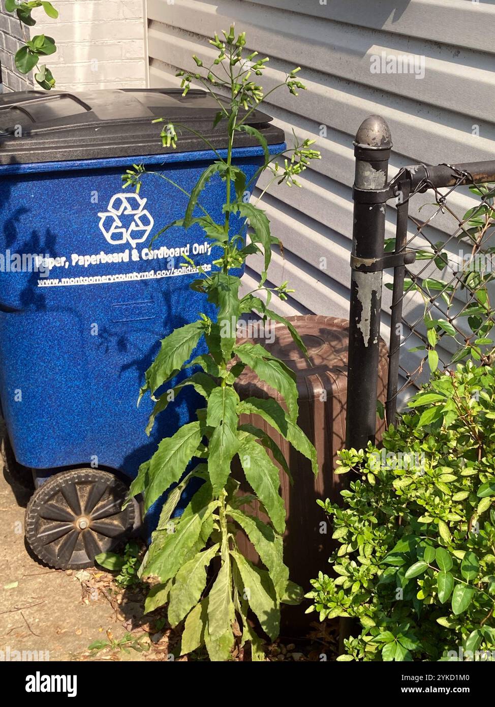 American burnweed (Erechtites hieraciifolius Stock Photo - Alamy