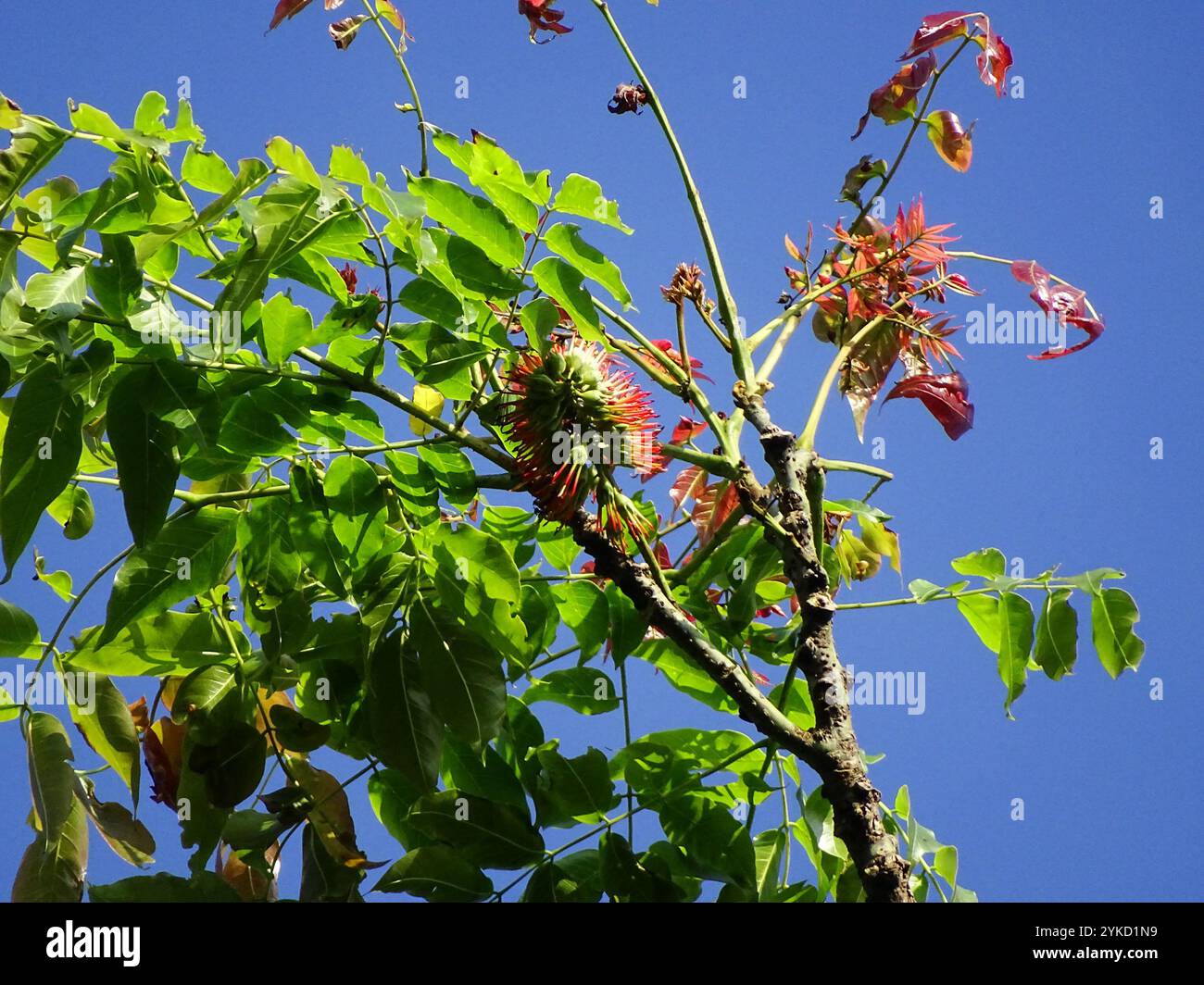 Pink Cedar (Acrocarpus fraxinifolius Stock Photo - Alamy