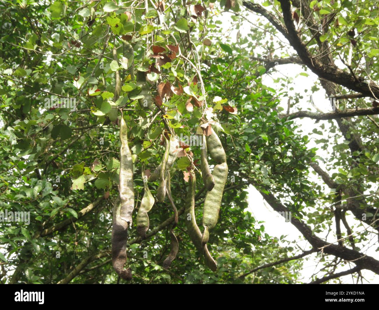 Bidi leaf tree (Bauhinia racemosa Stock Photo - Alamy
