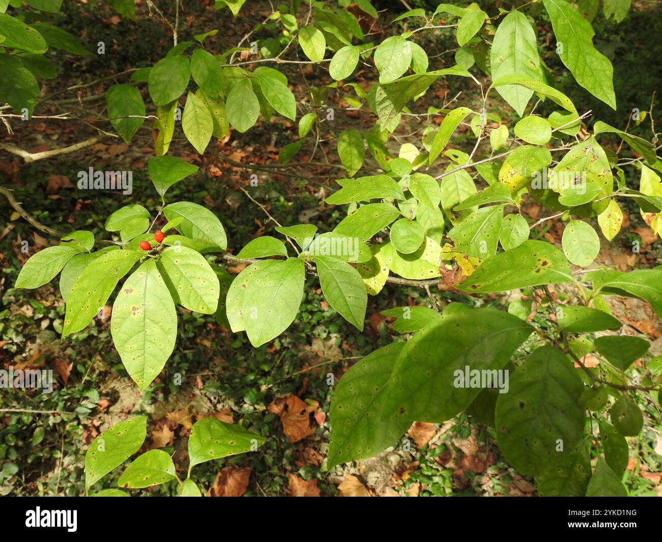 northern spicebush (Lindera benzoin Stock Photo - Alamy