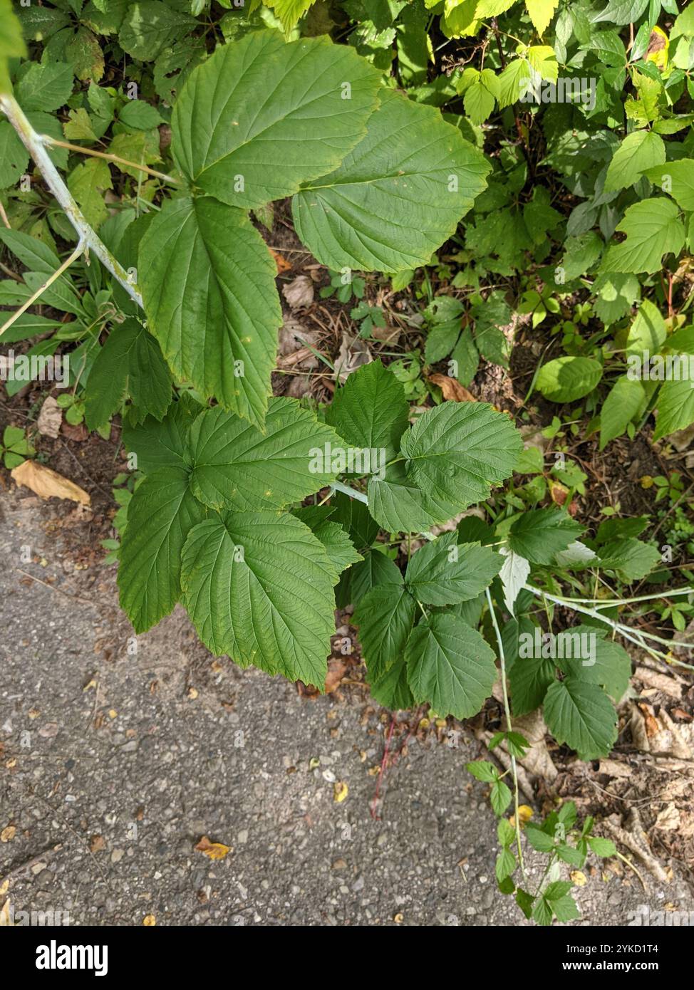 black raspberry (Rubus occidentalis Stock Photo - Alamy