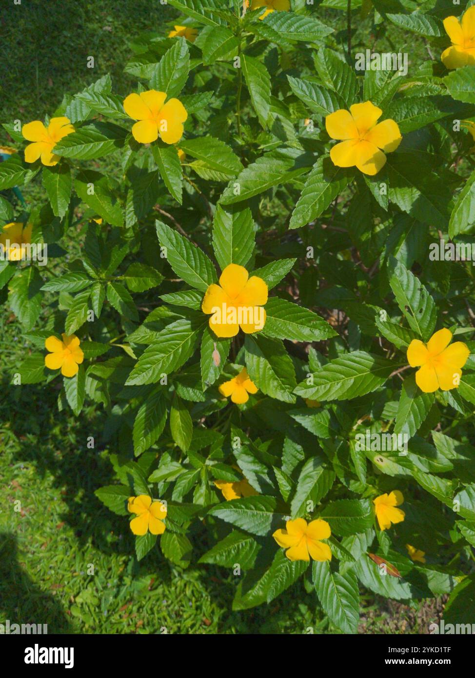 Yellow alder (Turnera ulmifolia Stock Photo - Alamy