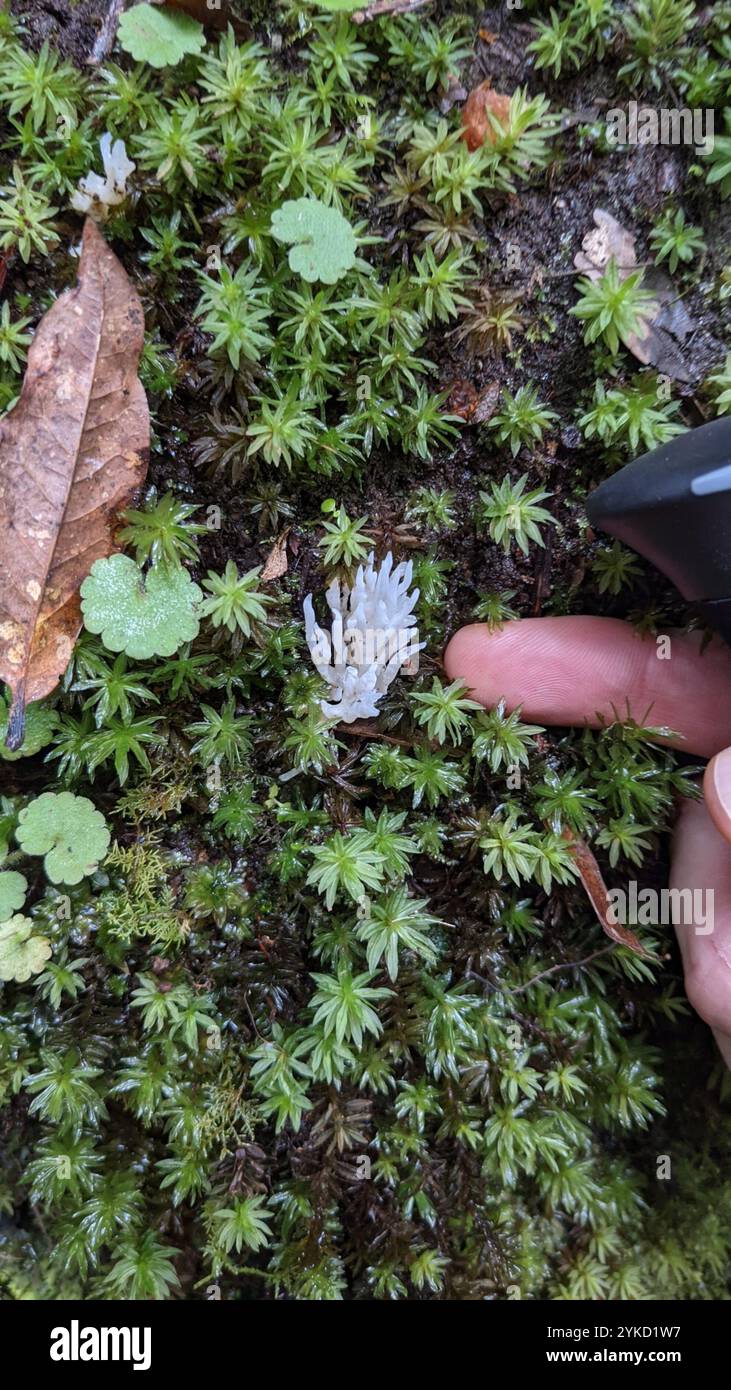antler and spindle fungi (Clavariaceae Stock Photo - Alamy