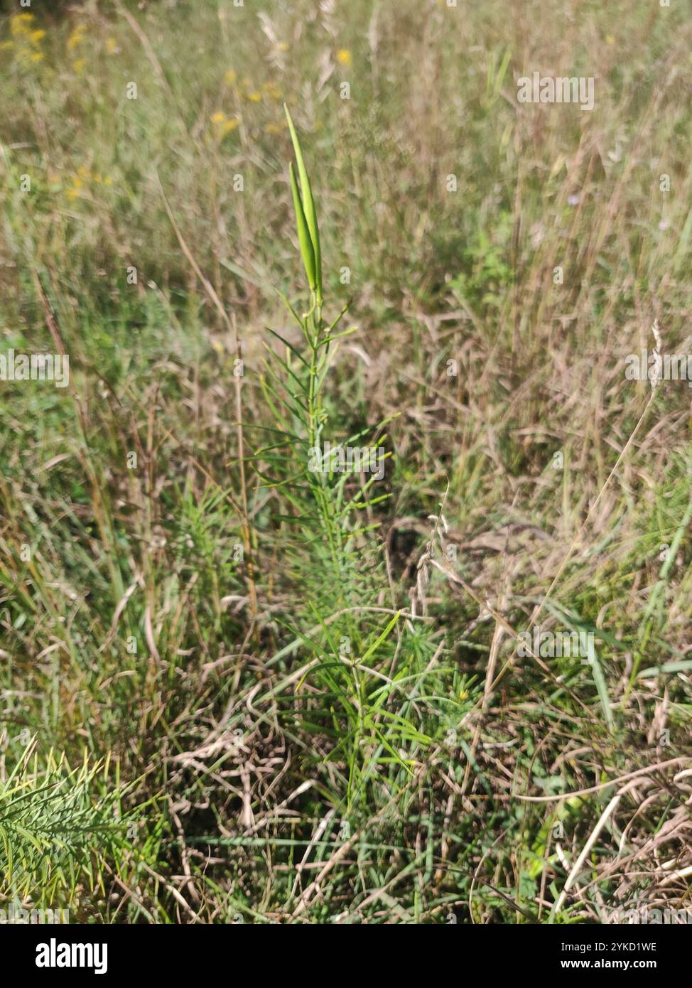 whorled milkweed (Asclepias verticillata Stock Photo - Alamy