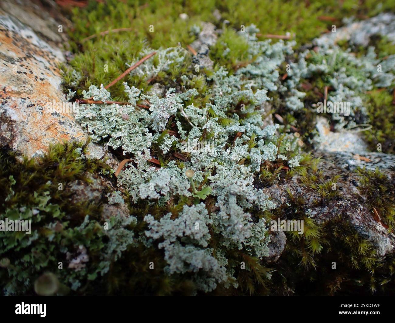 common lichens (Lecanoromycetes Stock Photo - Alamy