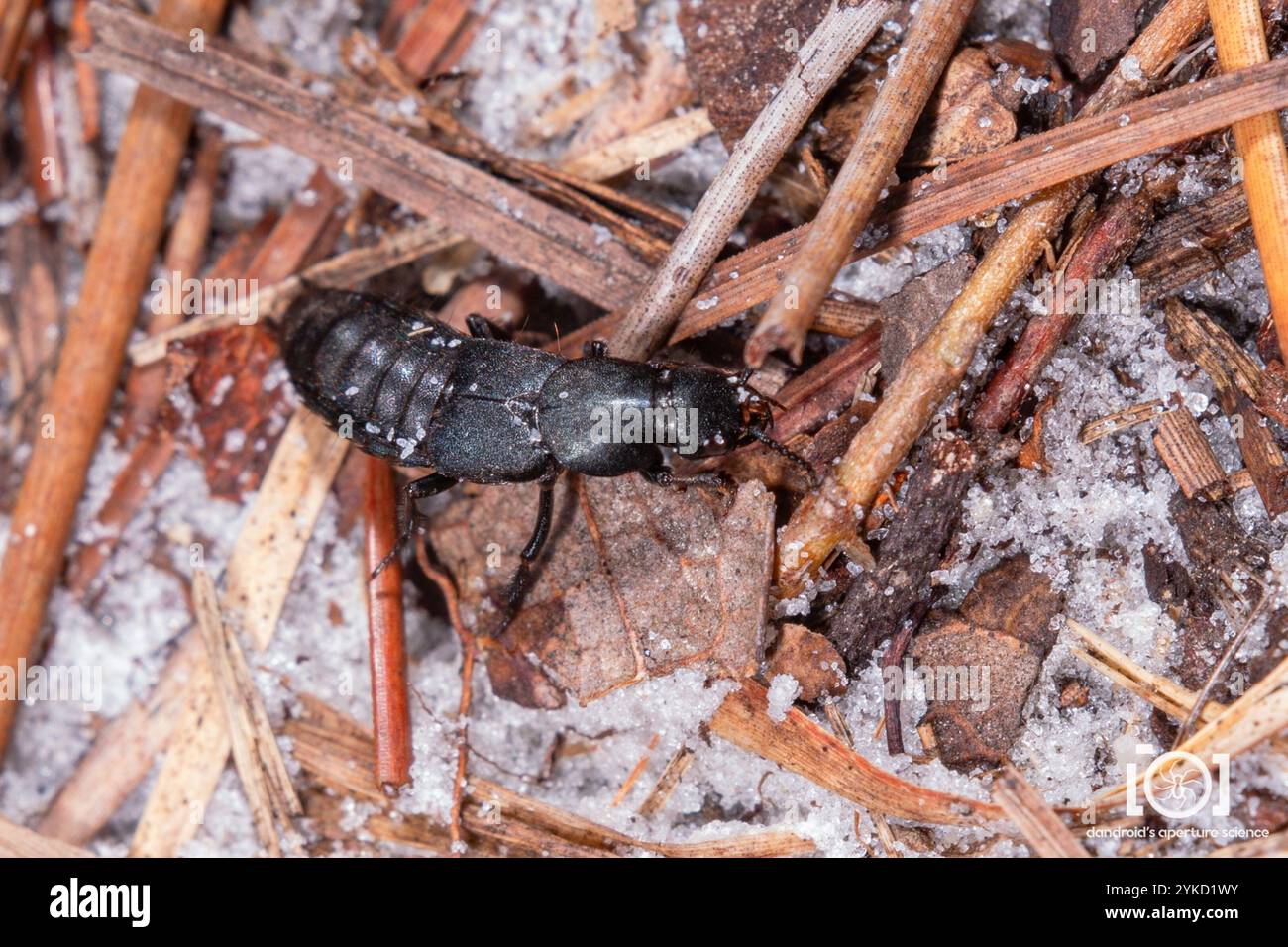 Red-spotted Rove Beetle (Platydracus fossator Stock Photo - Alamy