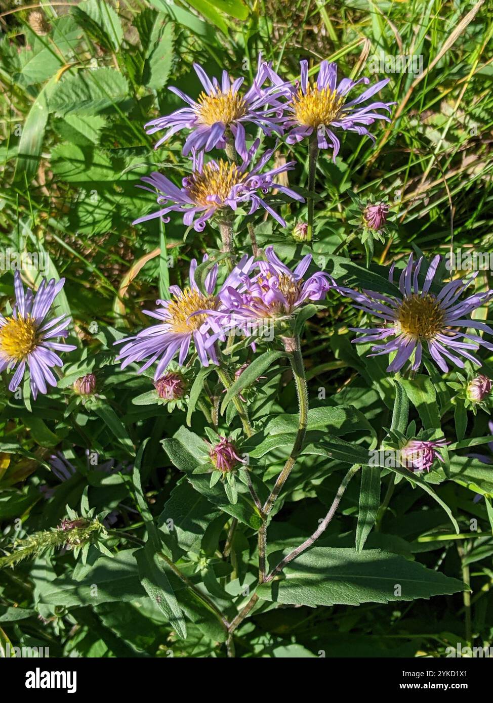 Douglas aster hi-res stock photography and images - Alamy