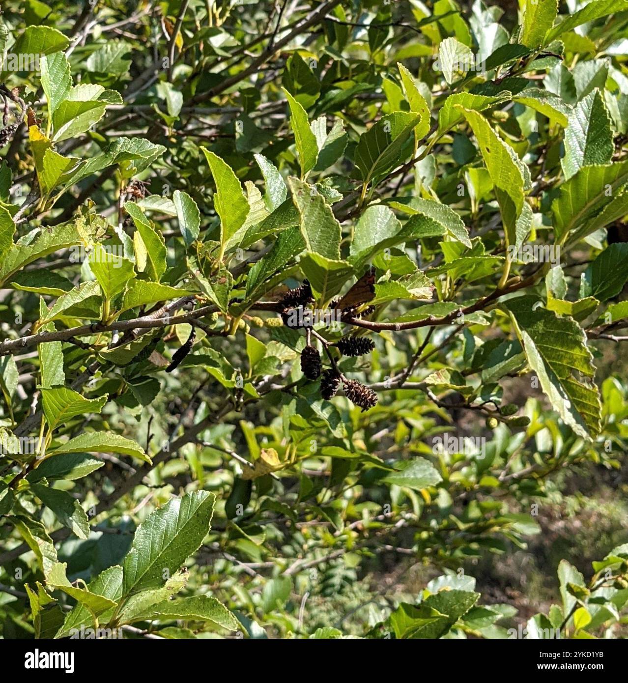 Arizona alder (Alnus oblongifolia Stock Photo - Alamy