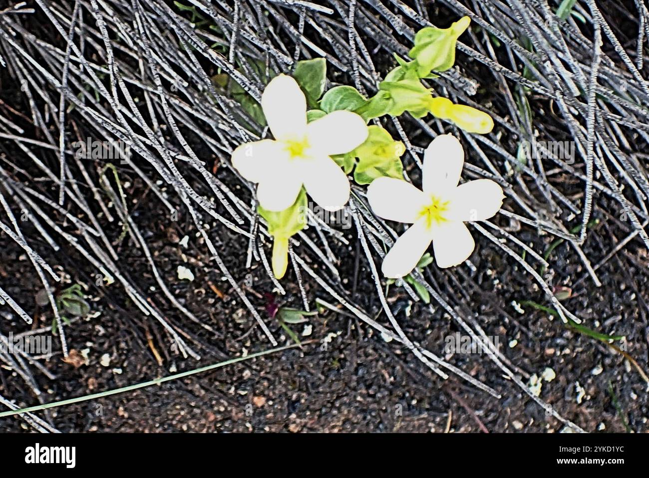 Common Yellowwort (Sebaea exacoides Stock Photo - Alamy