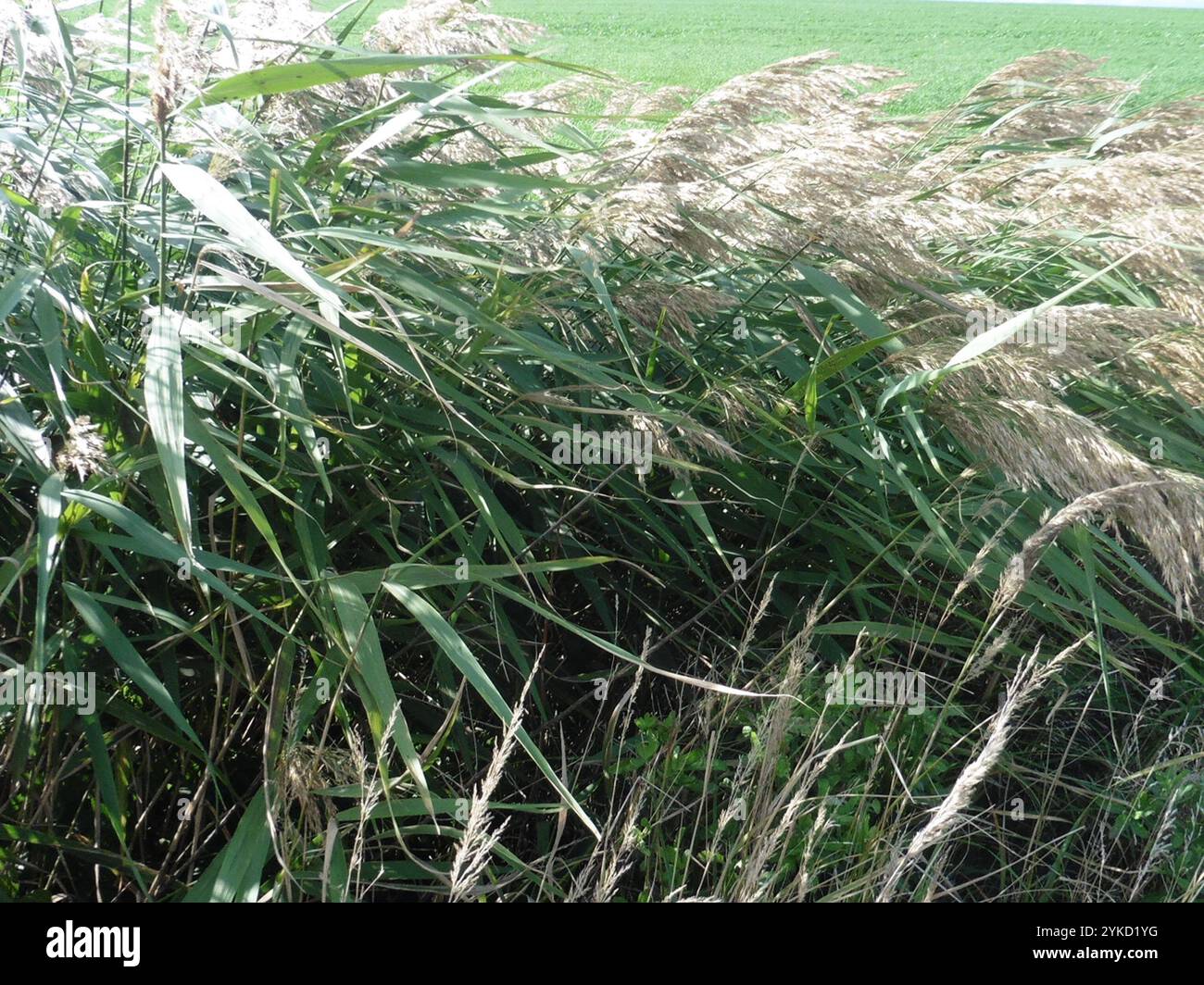 common reed (Phragmites australis Stock Photo - Alamy