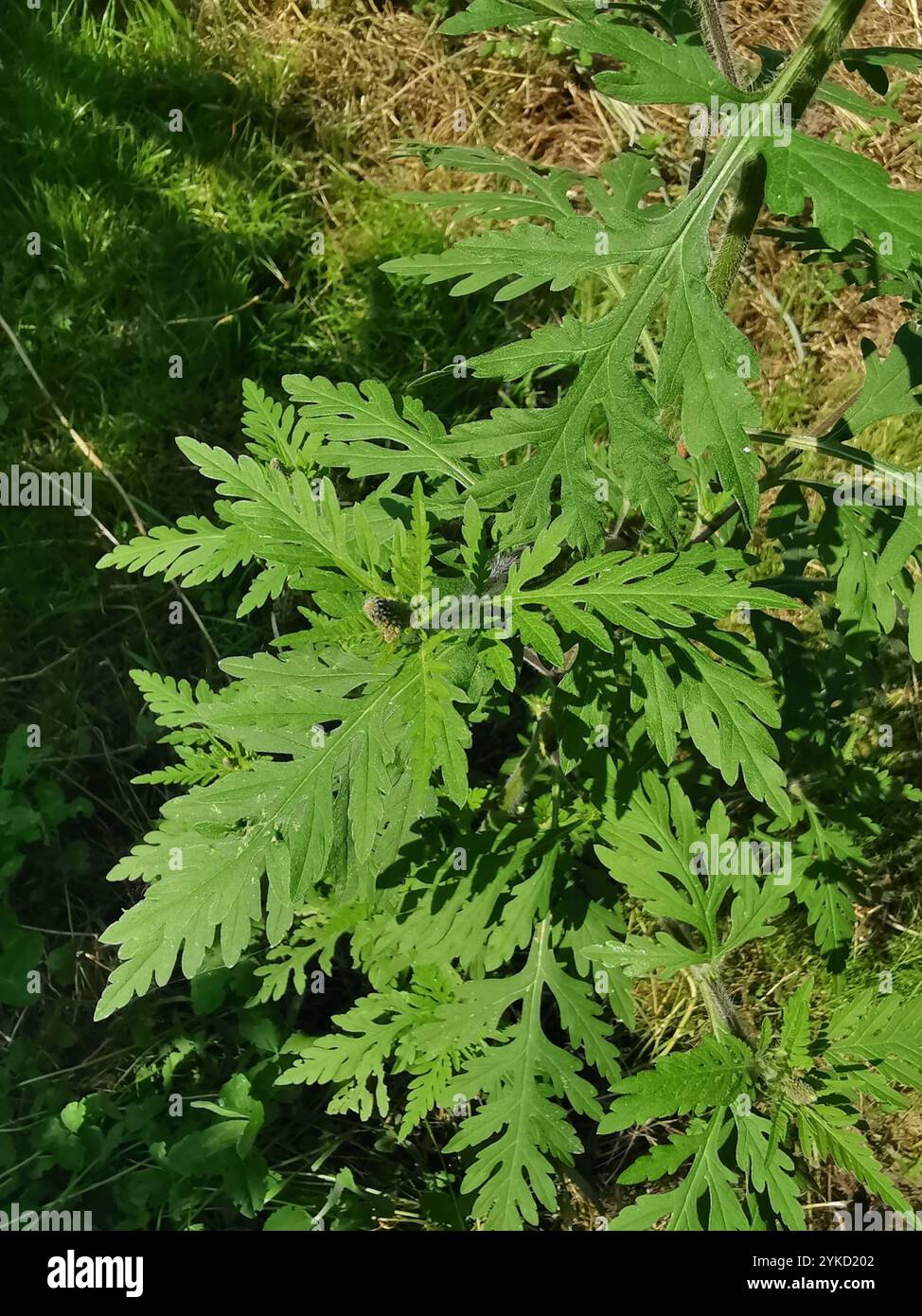 common ragweed (Ambrosia artemisiifolia Stock Photo - Alamy