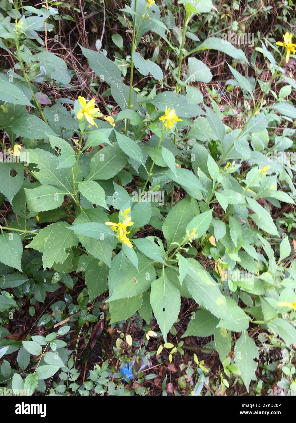 Yellow Crownbeard (Verbesina occidentalis Stock Photo - Alamy