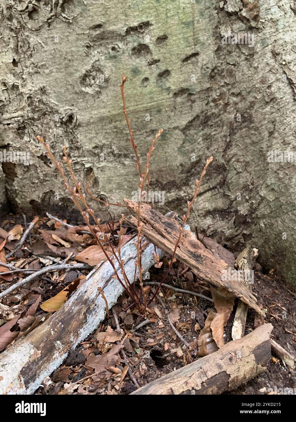 Beechdrops (Epifagus virginiana Stock Photo - Alamy