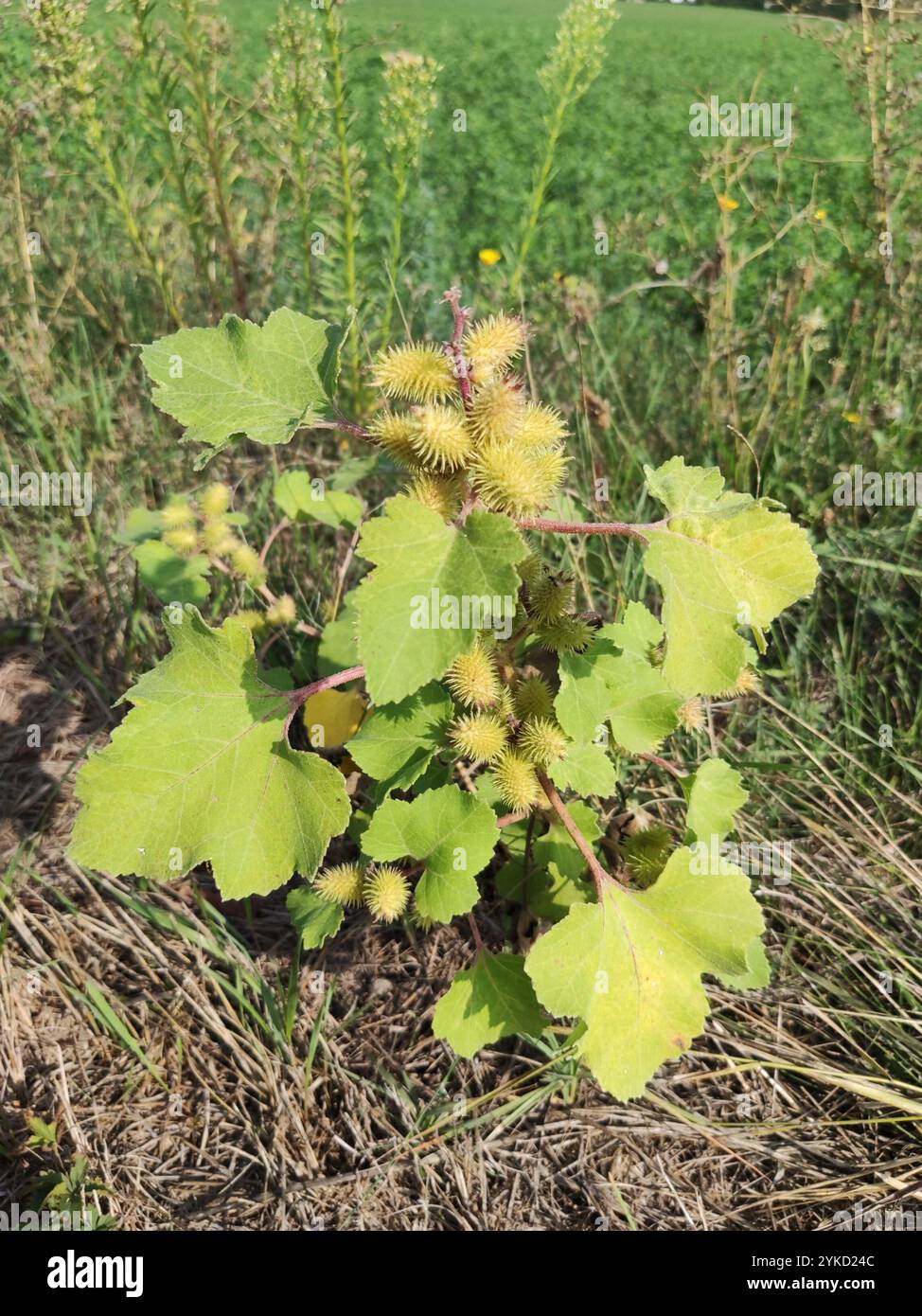 common cocklebur (Xanthium orientale Stock Photo - Alamy