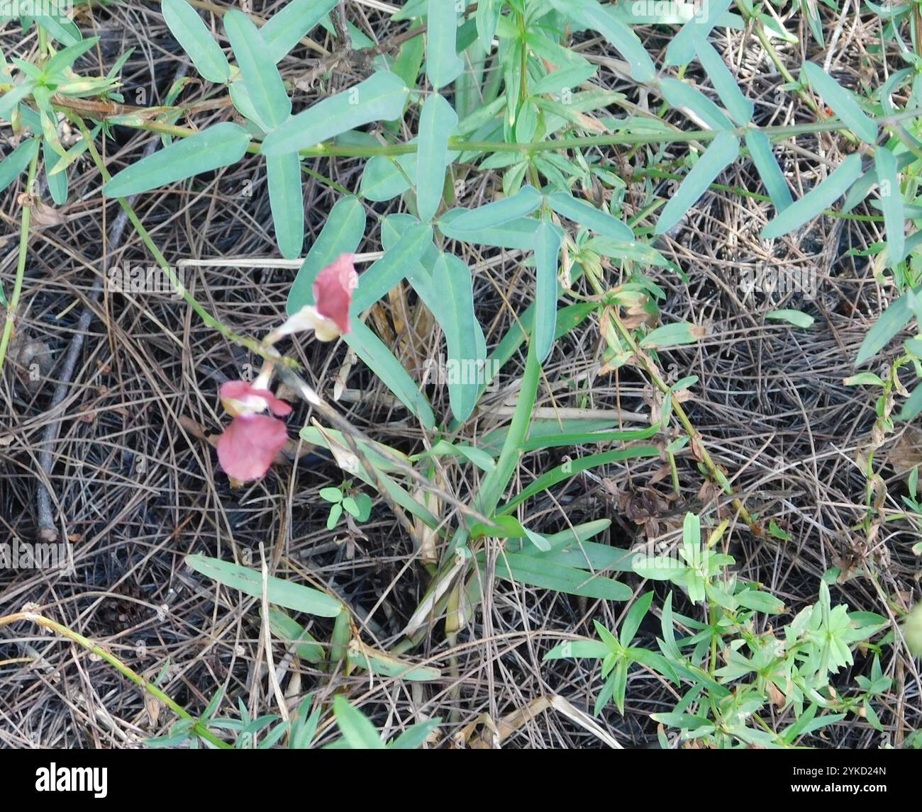 Phasey Bean (Macroptilium lathyroides Stock Photo - Alamy