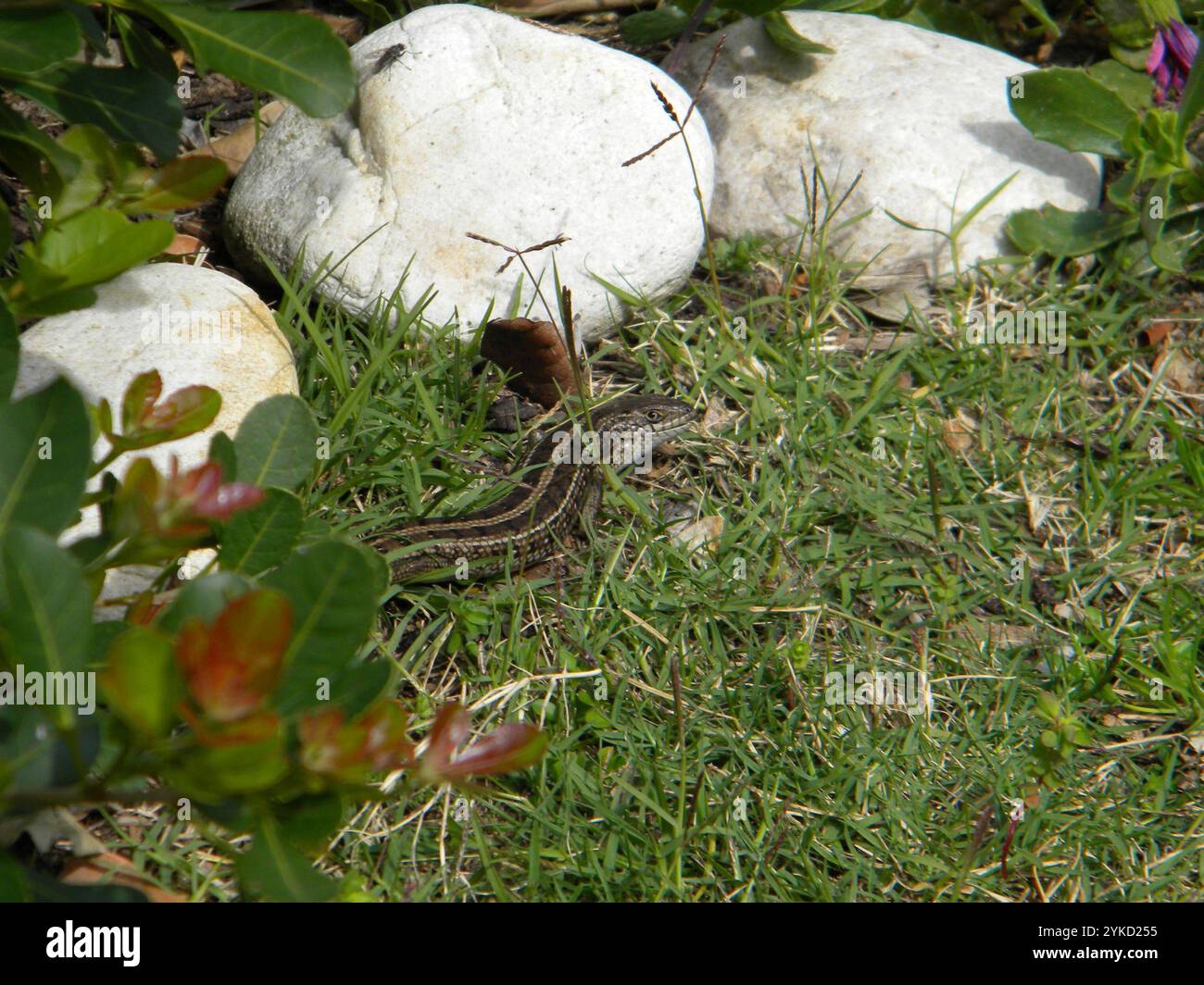 Cape Skink (Trachylepis capensis Stock Photo - Alamy