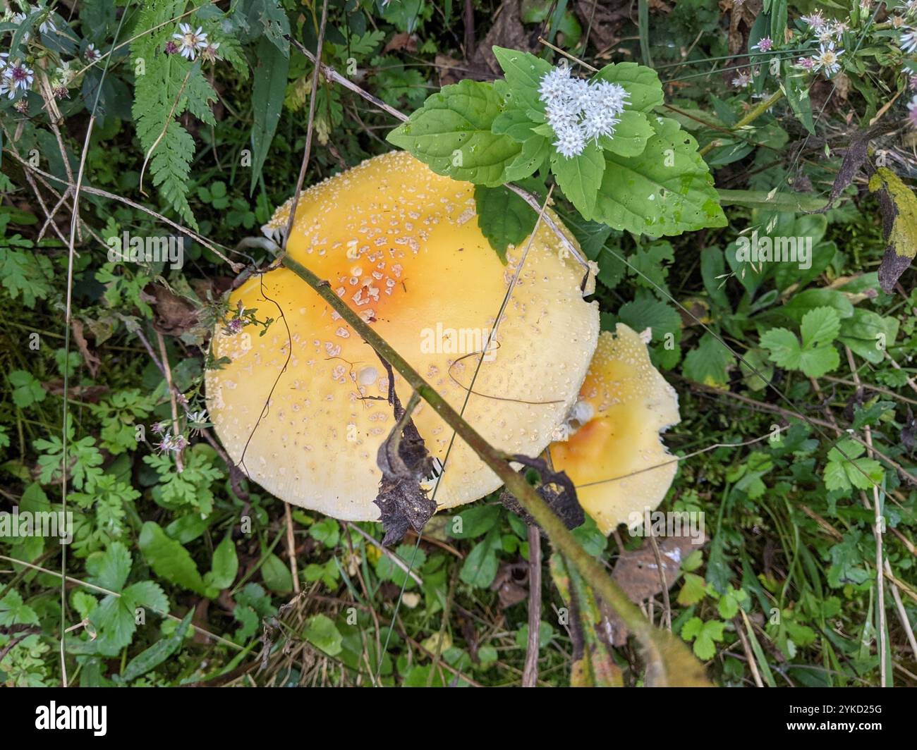 American Yellow Fly Agaric (Amanita muscaria guessowii Stock Photo - Alamy American Yellow Fly Agaric (Amanita muscaria guessowii Stock Photo - Alamy
