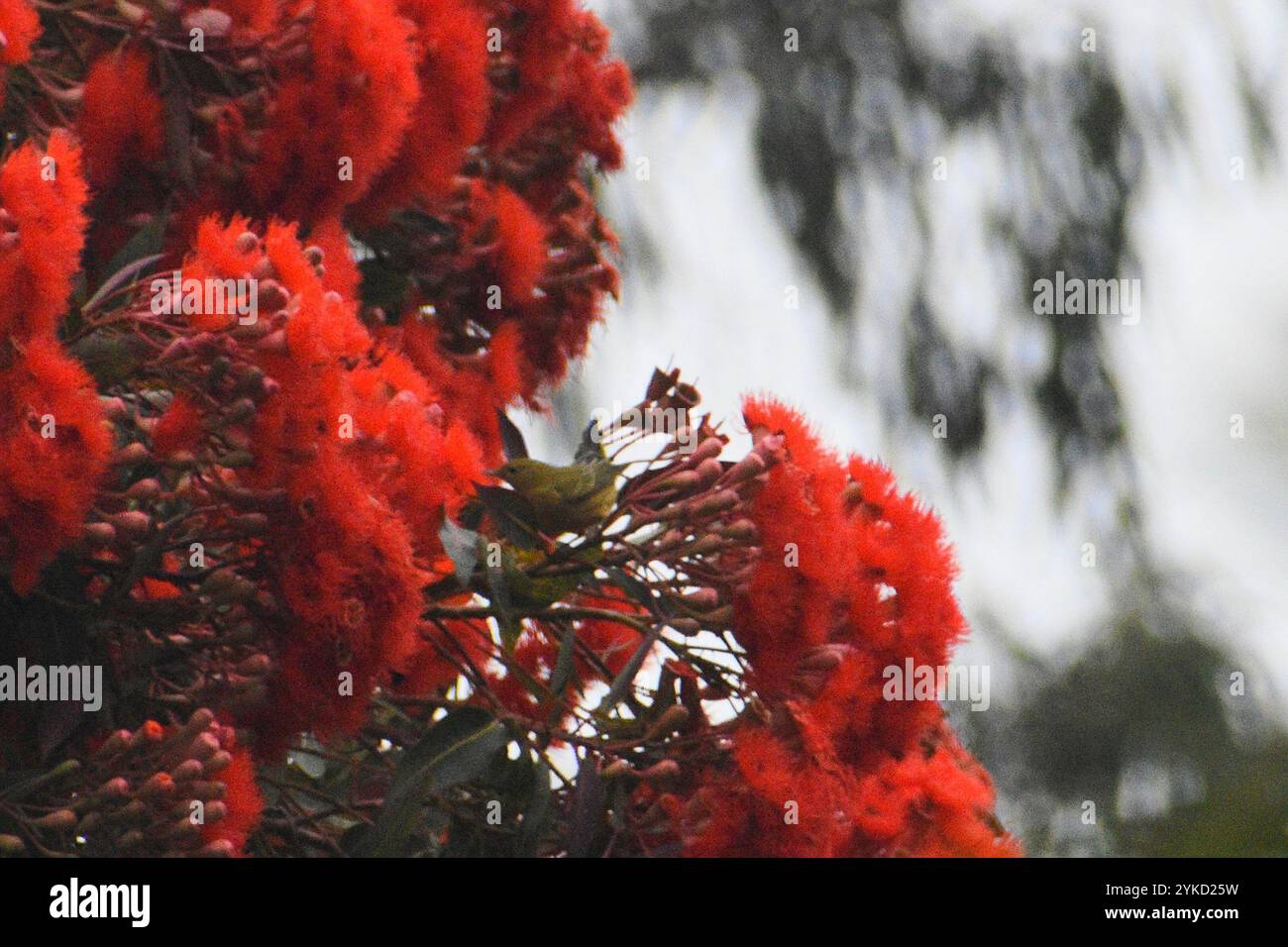 New World Warblers (Parulidae Stock Photo - Alamy