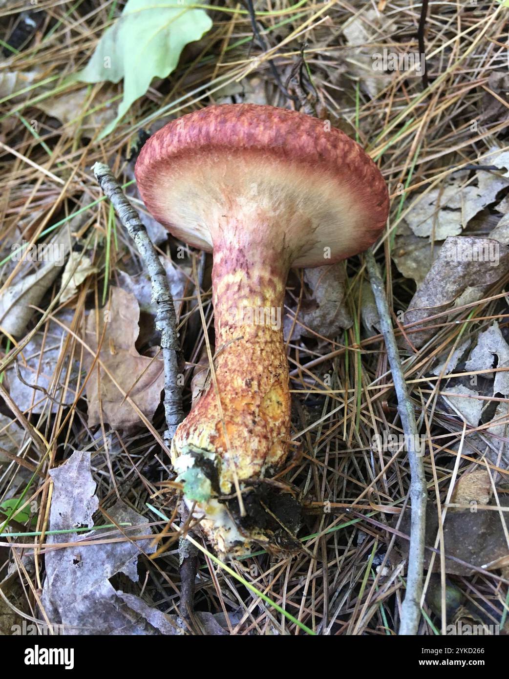 Painted Suillus (Suillus spraguei Stock Photo - Alamy