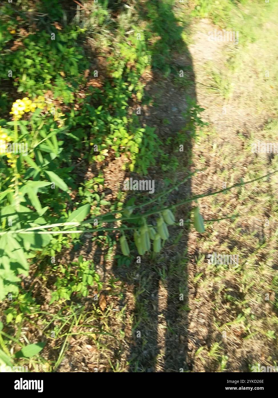 Showy Rattlebox (Crotalaria spectabilis Stock Photo - Alamy