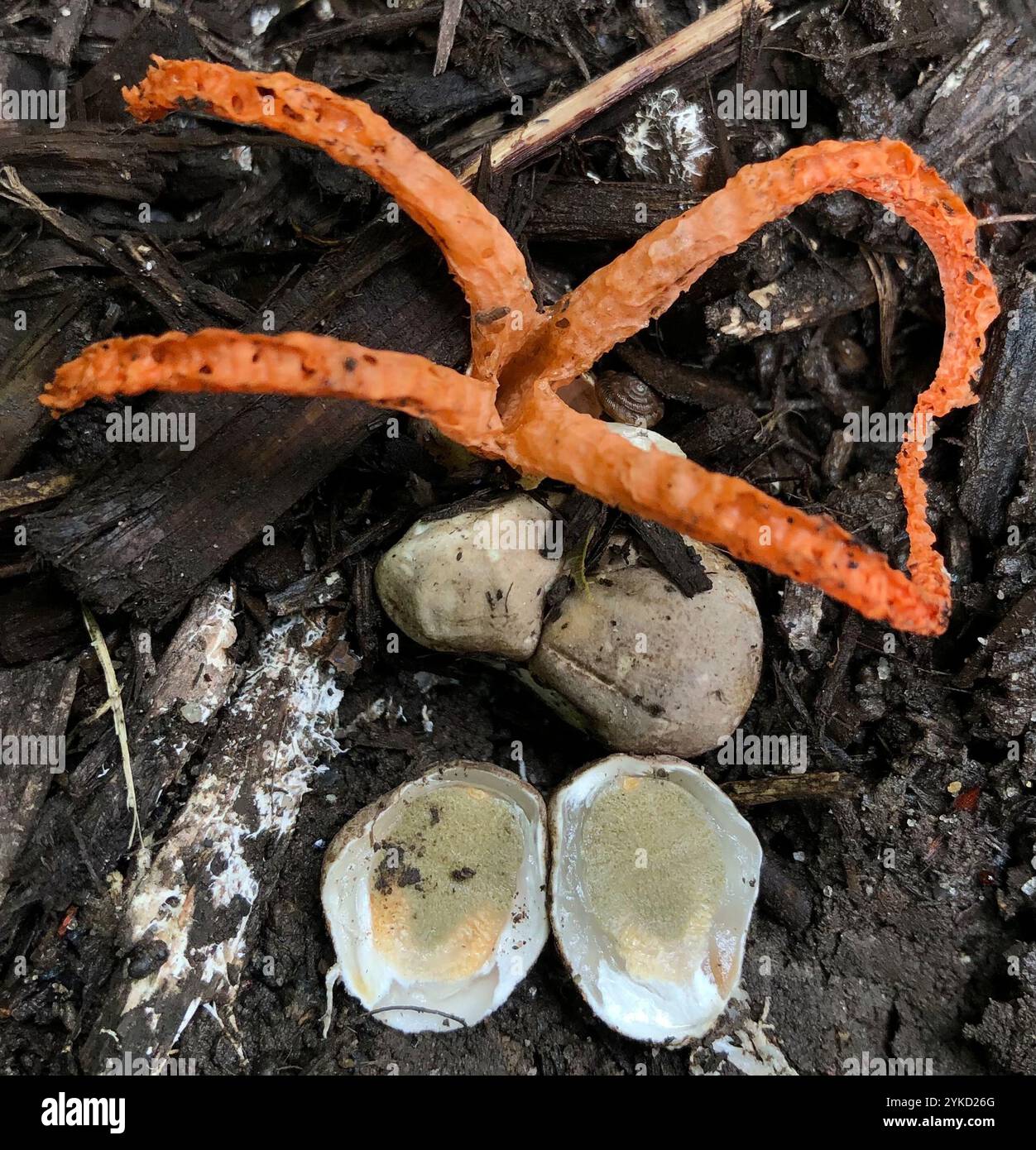 stinky squid (Pseudocolus fusiformis Stock Photo - Alamy