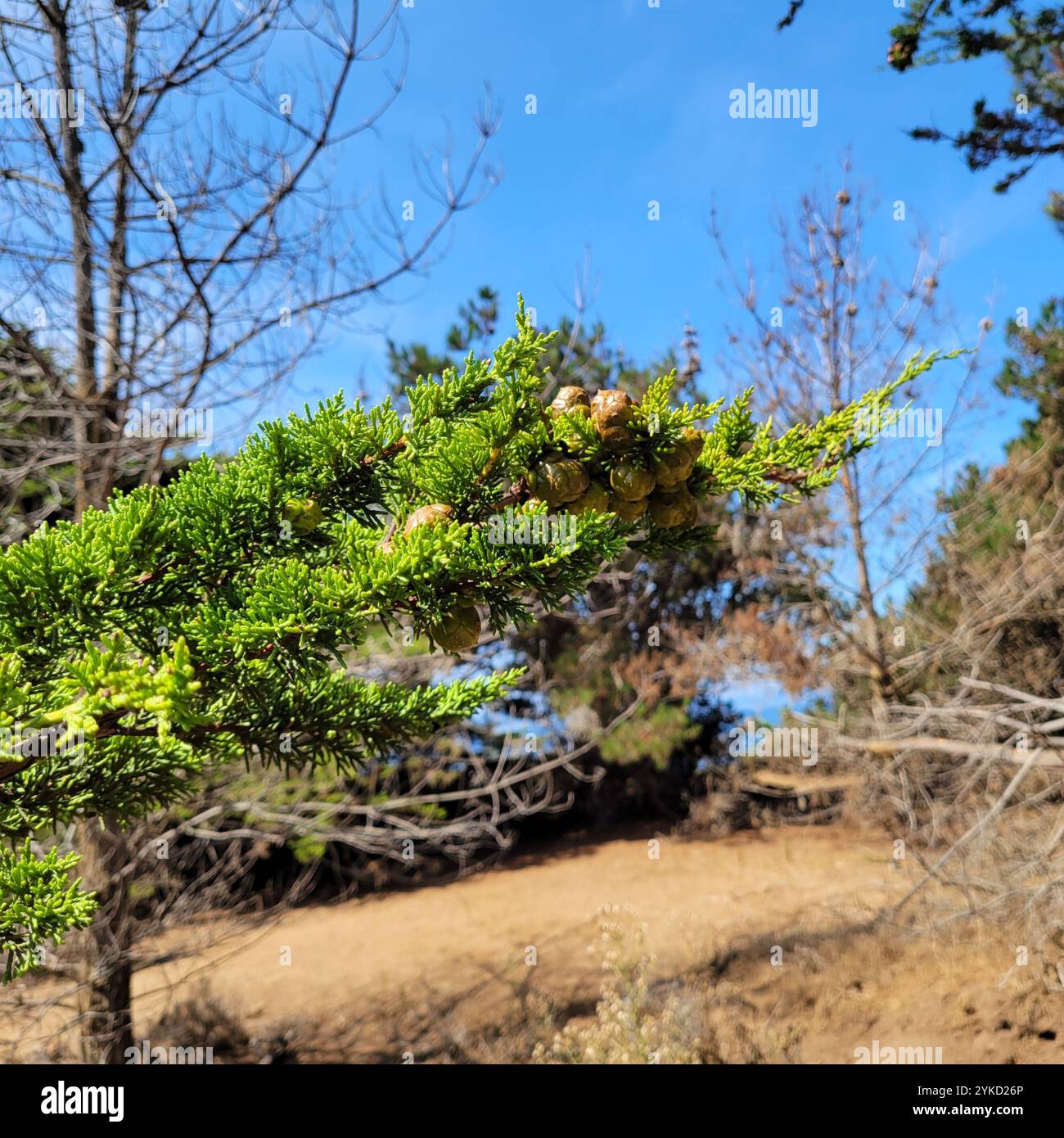 Monterey Cypress (Hesperocyparis macrocarpa Stock Photo - Alamy
