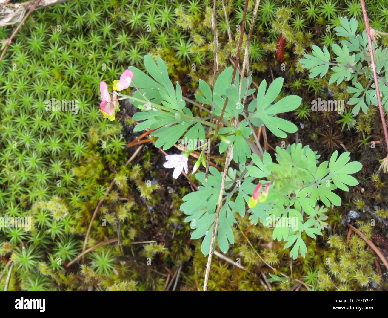 Capnoides sempervirens hi-res stock photography and images - Alamy