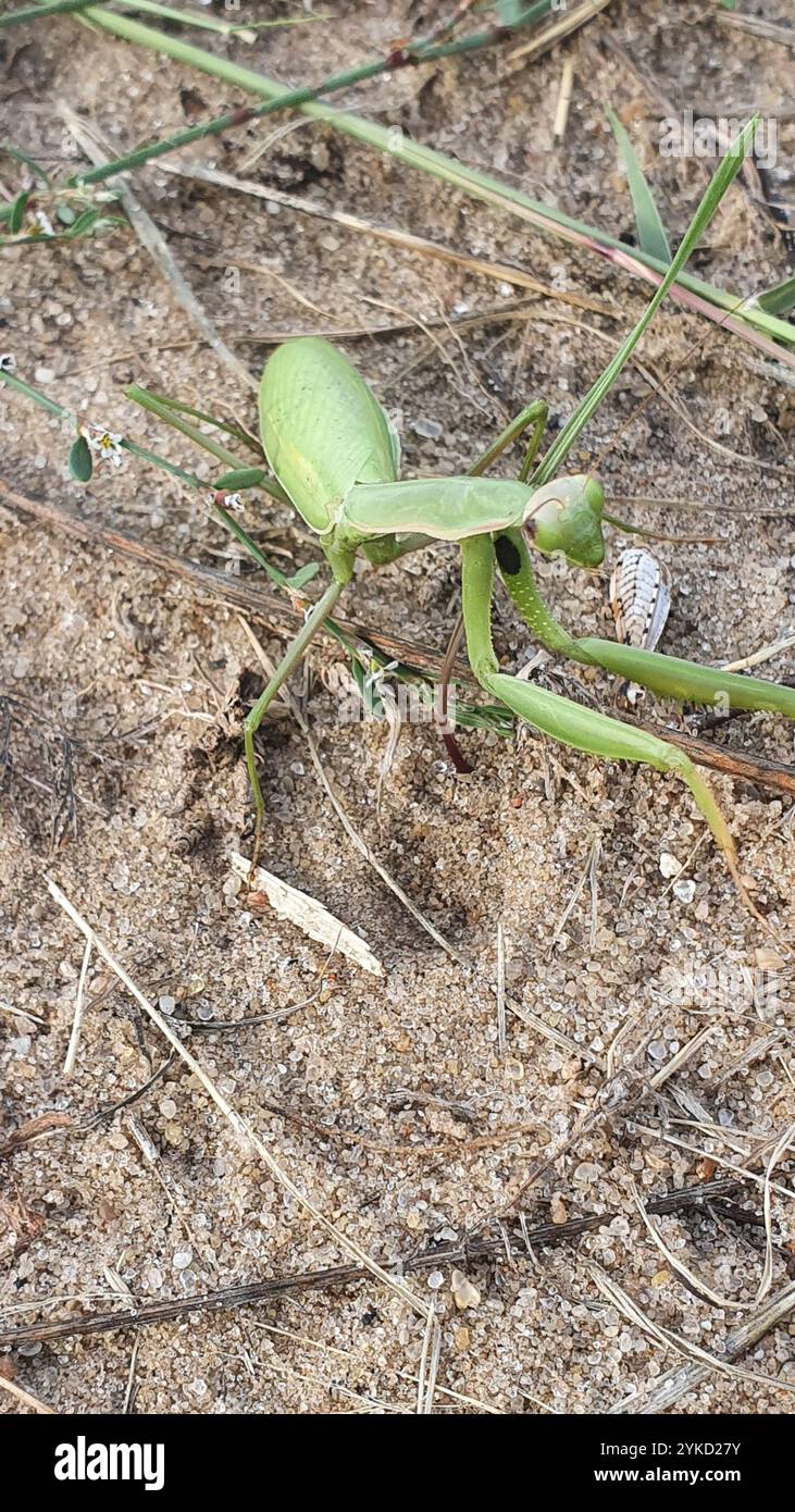 European Mantis (Mantis religiosa Stock Photo - Alamy