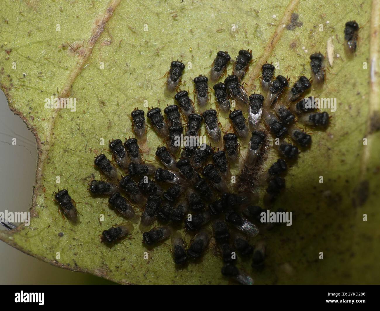 Scelionidae hi-res stock photography and images - Alamy