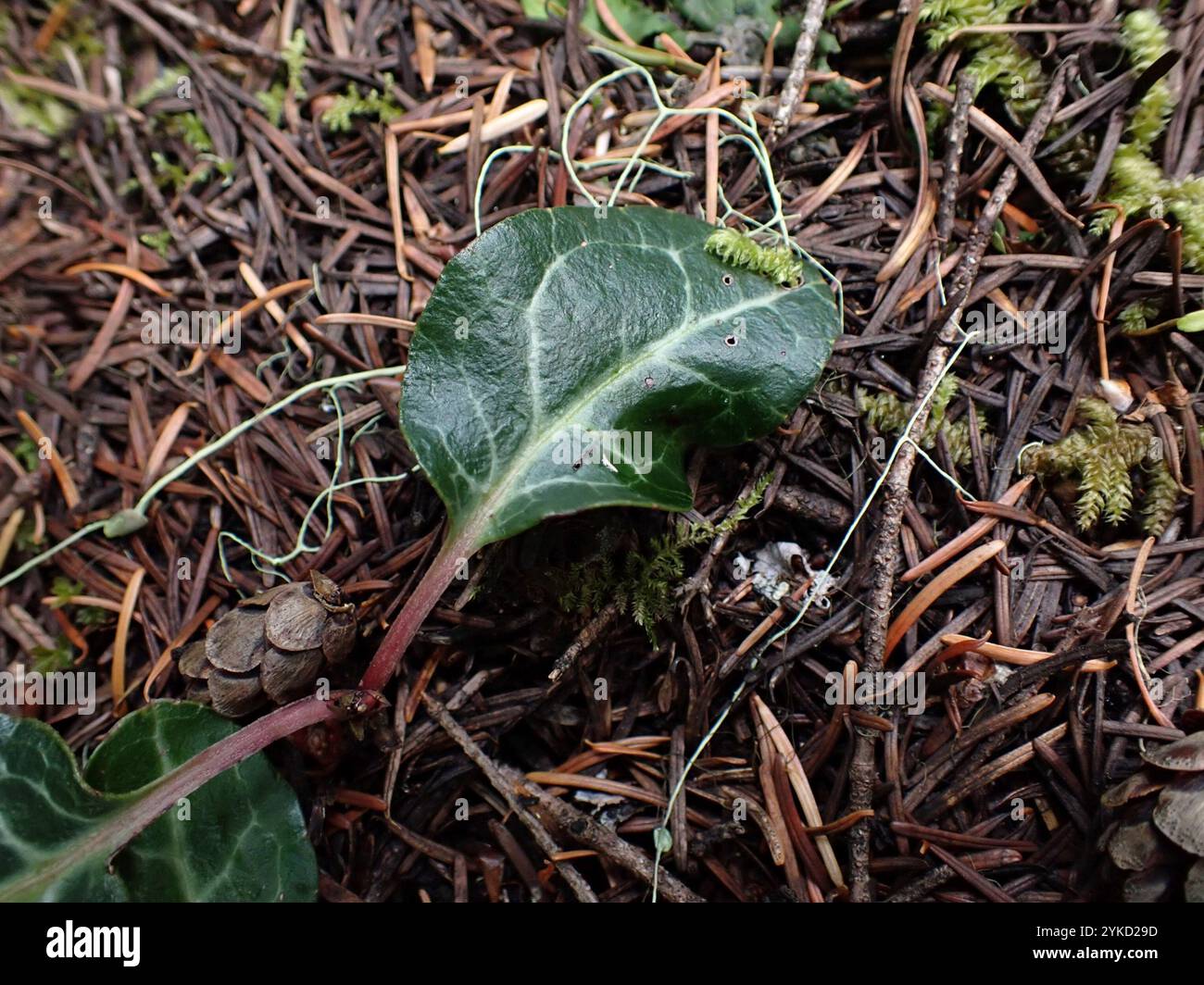 white-veined wintergreen (Pyrola picta Stock Photo - Alamy